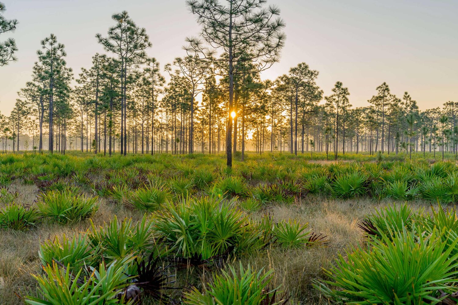 Florida Natural Environment