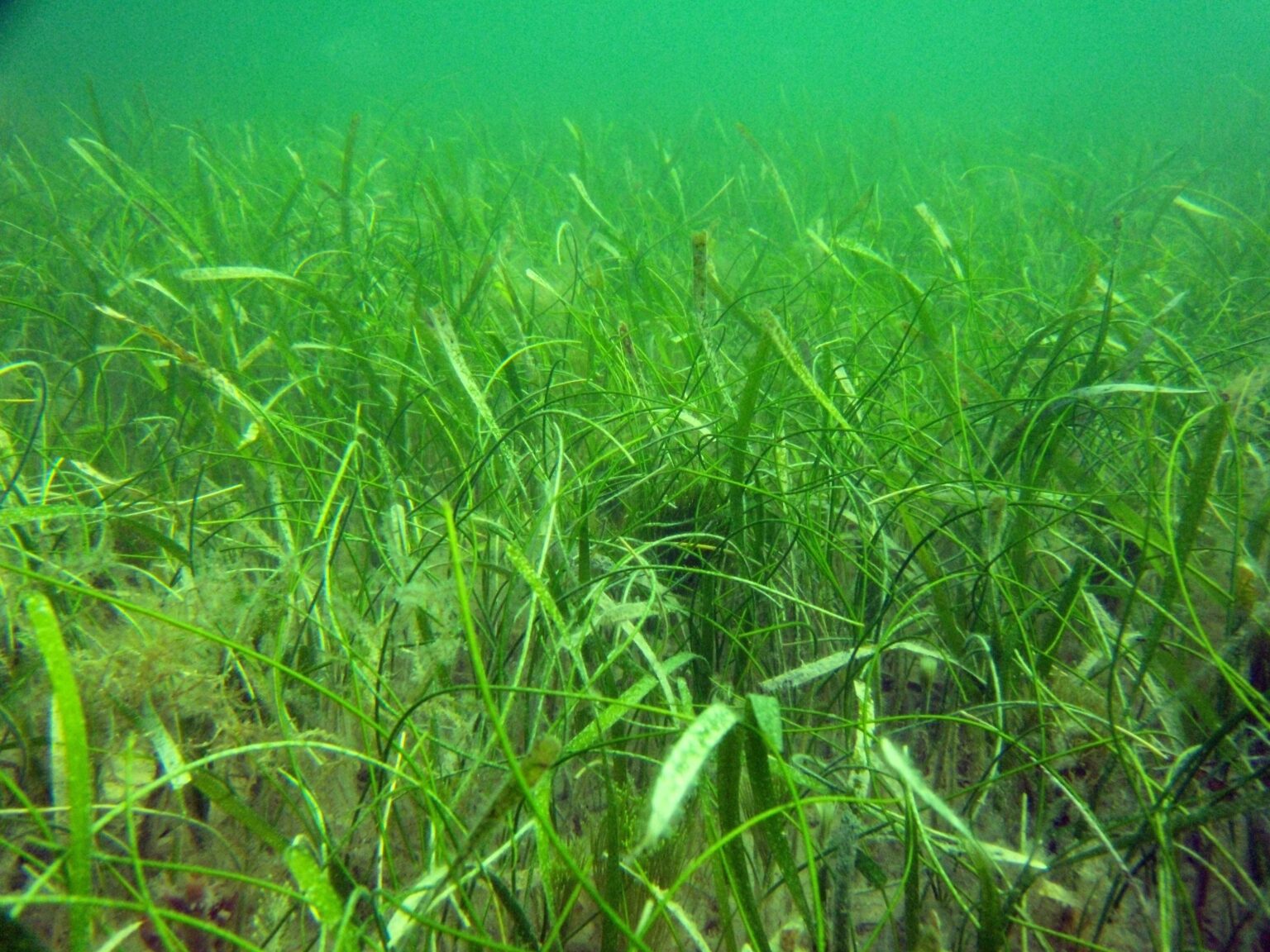 Seagrass in Florida | Mapping, Importance & Health